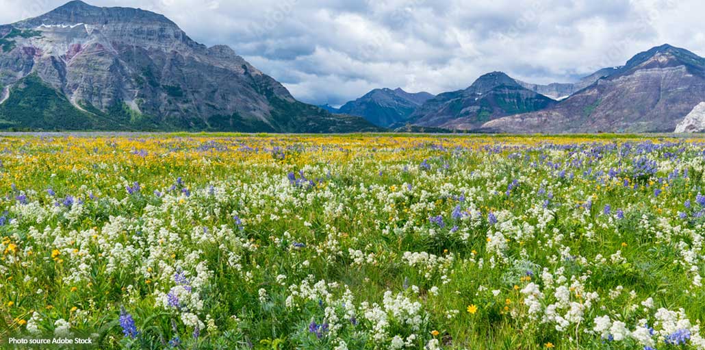 Wildflowers & Wellness in Alberta: Spring Hikes, Spas & Retreats