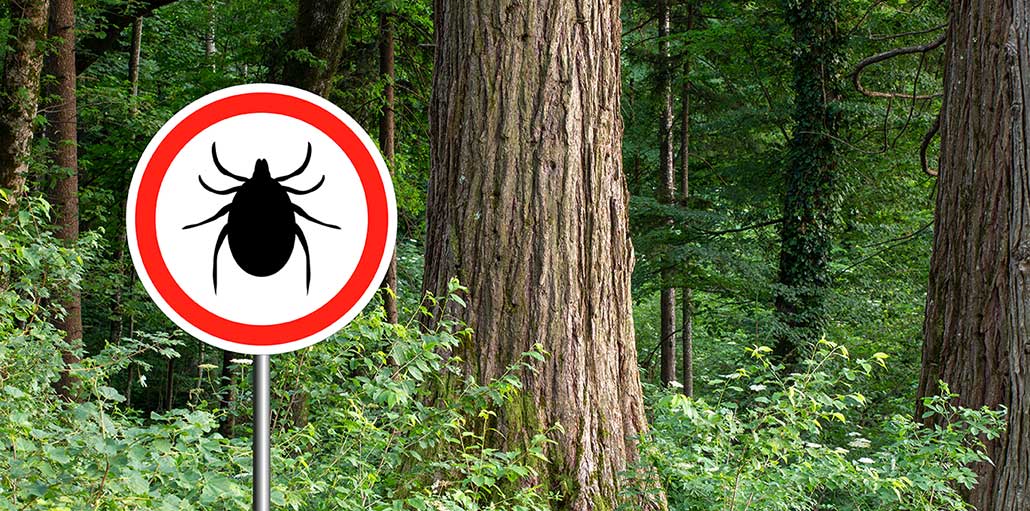 Tick Season Canada 2026: Lyme Disease Risks and Safety Tips